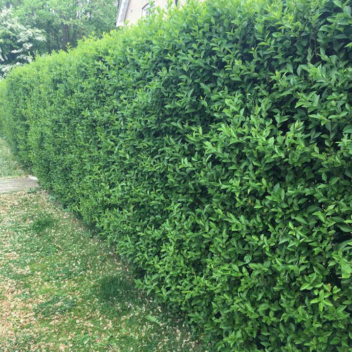 Ligusterhaag kopen? (Ligustrum) - Hedgy Haagplanten