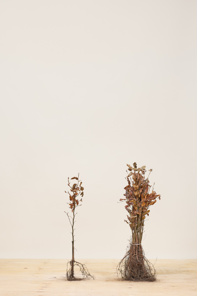 Rode Beuk Blote wortel 40-60 cm - Hedgy Haagplanten