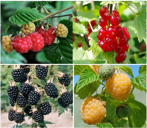 Fruithaag mix- 1 kopen - Hedgy Haagplanten